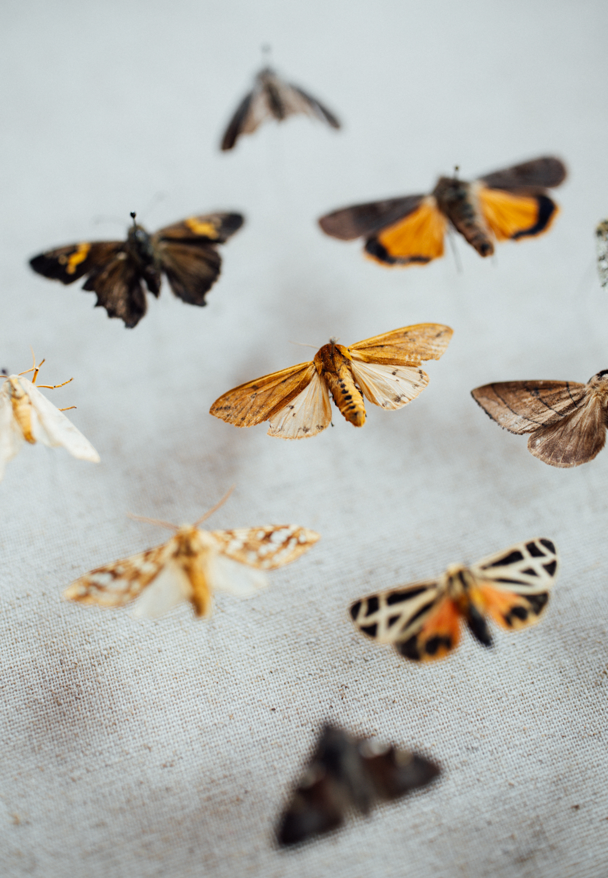 Beginner's Guide to Insect Pinning Resources - THE DAINTY SQUID