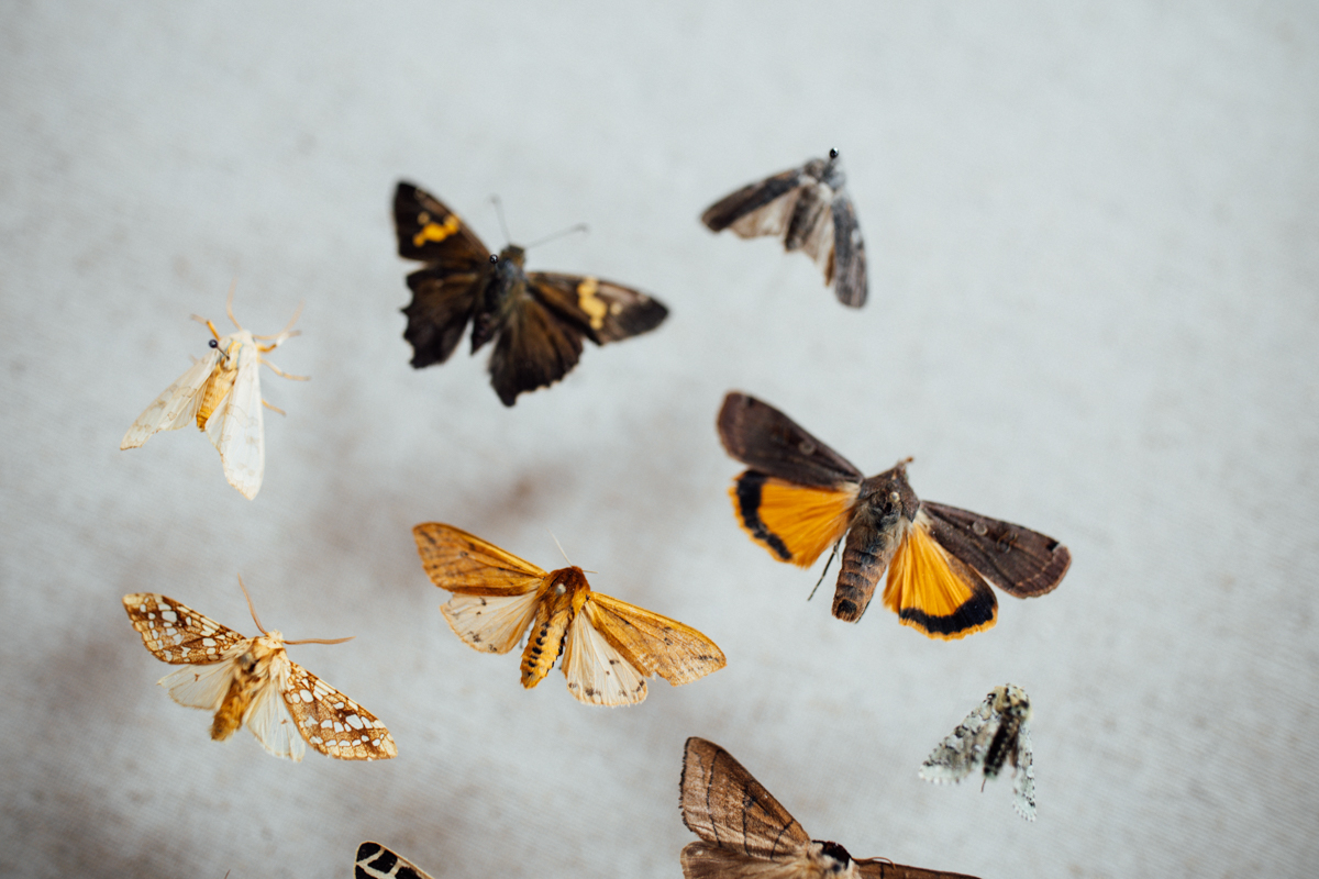 Beginner's Guide to Insect Pinning Resources - THE DAINTY SQUID