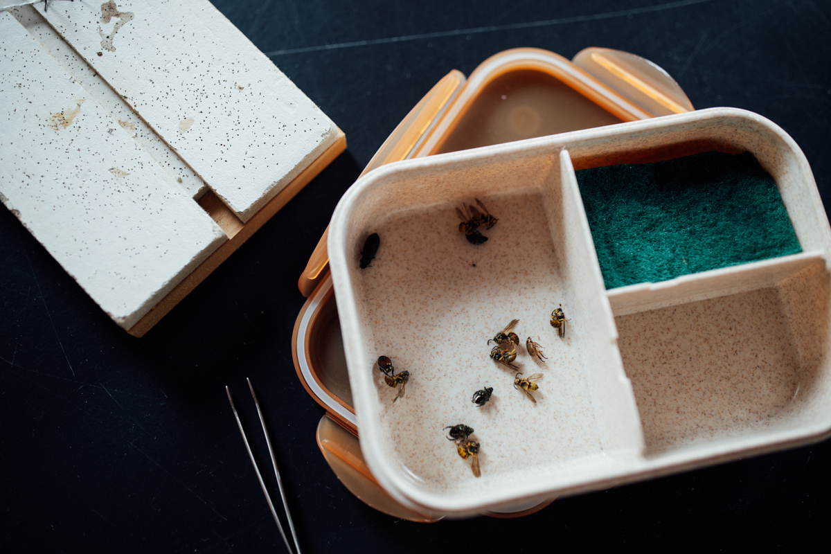 Beginner's Guide to Insect Pinning Resources - THE DAINTY SQUID