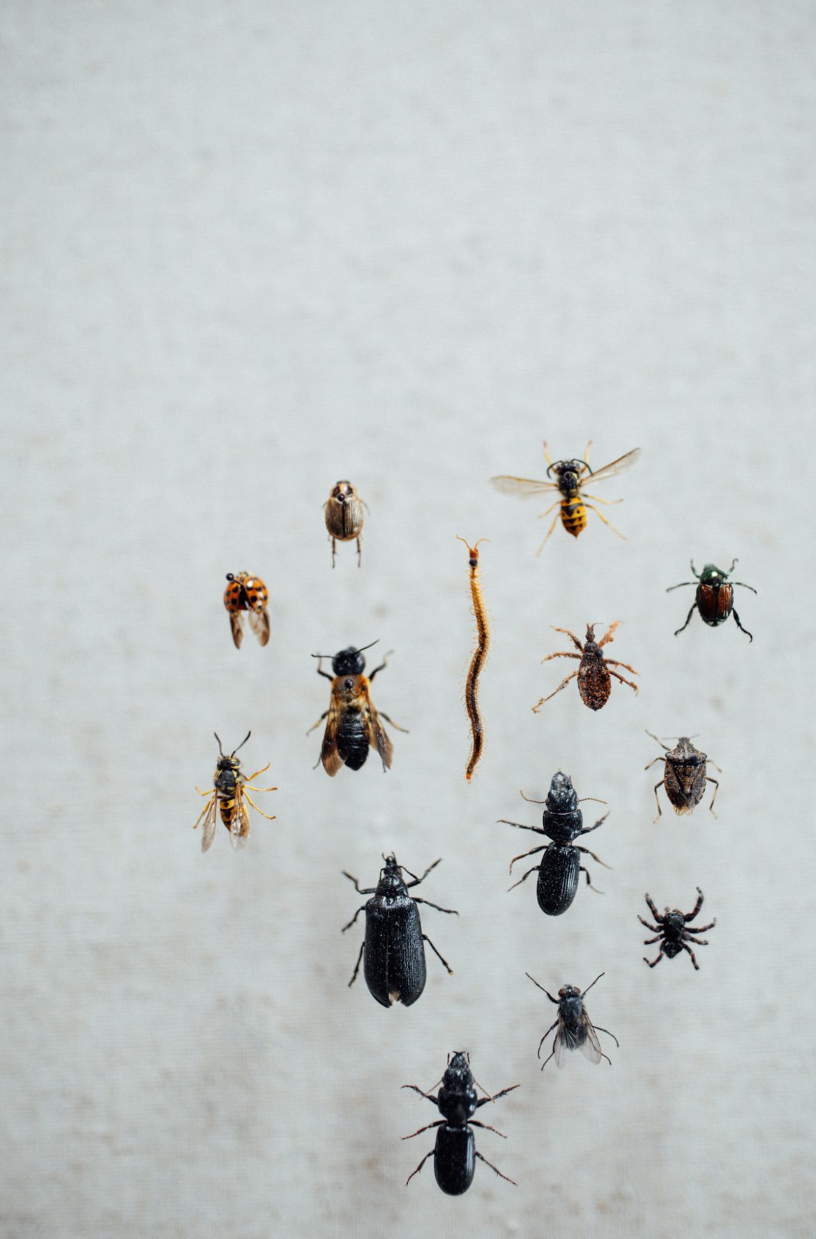 Beginner's Guide to Insect Pinning Resources - THE DAINTY SQUID