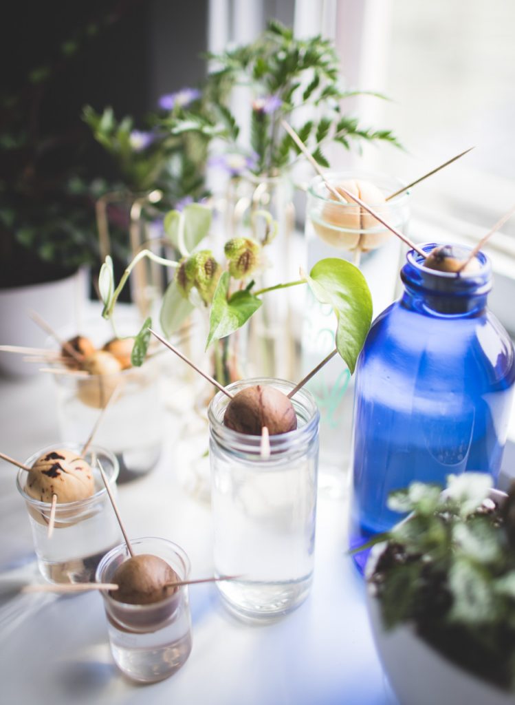 adventures in avocado propagation - THE DAINTY SQUID