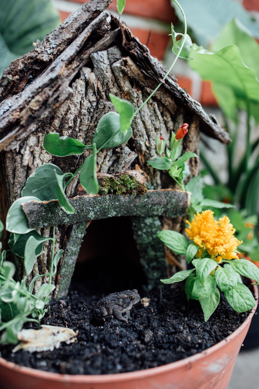 DIY toad abode - THE DAINTY SQUID