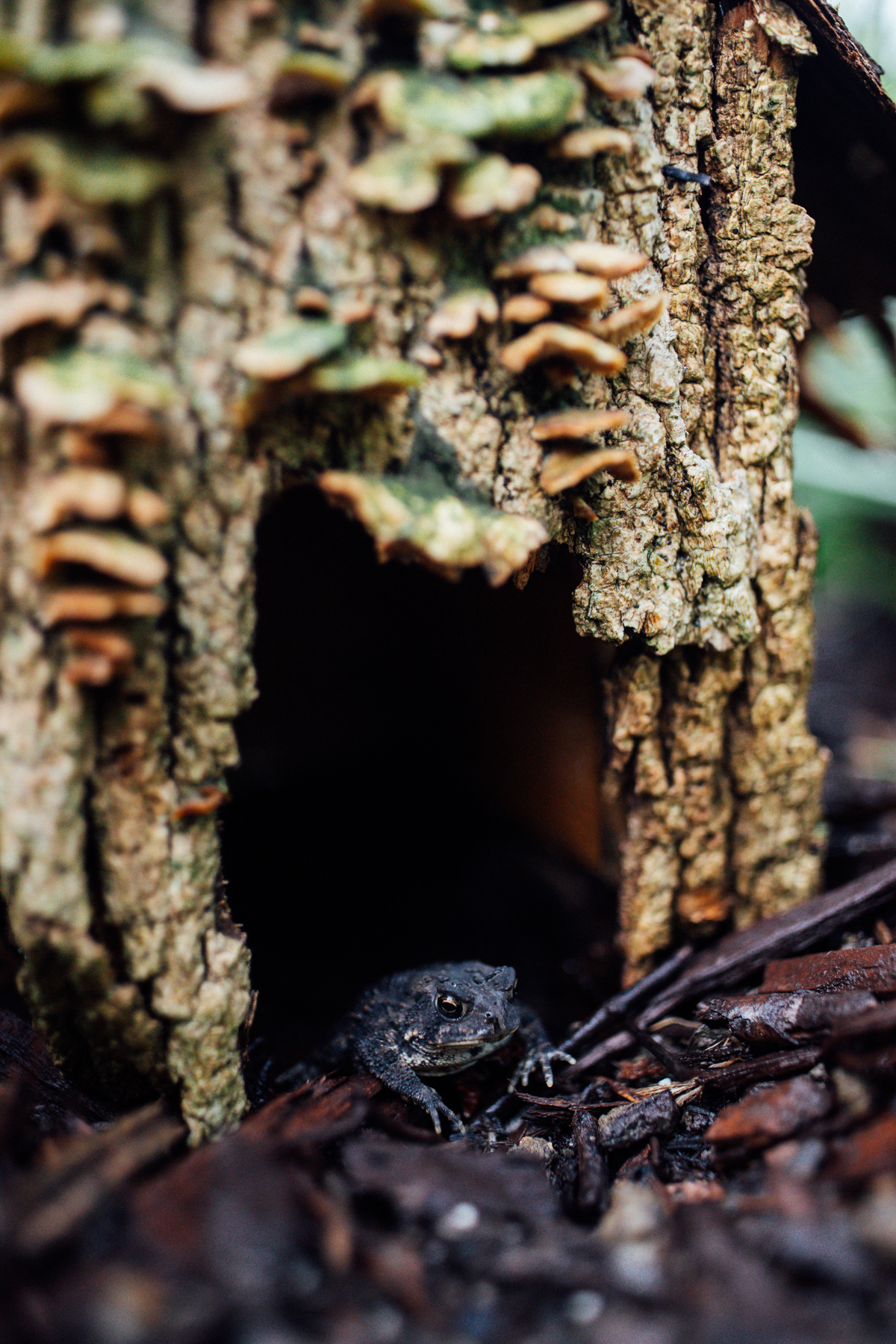 DIY toad abode - THE DAINTY SQUID