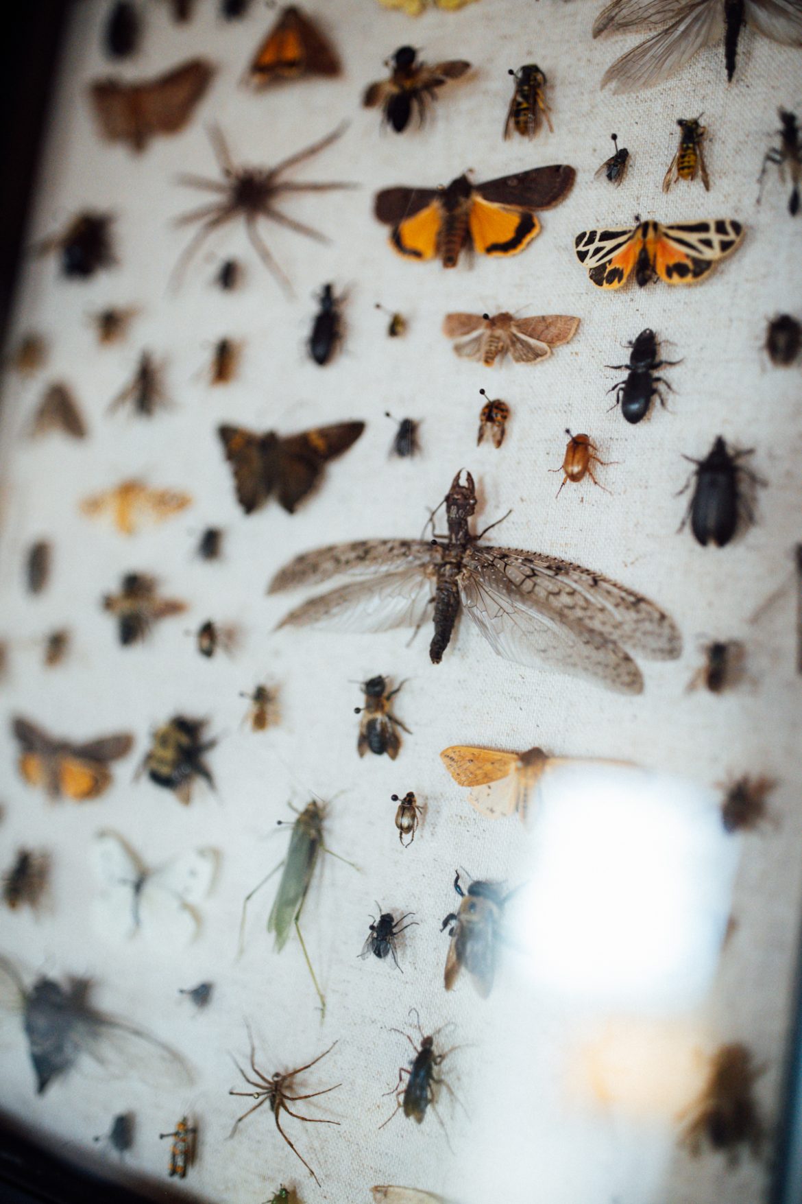 Beginner's Guide to Insect Pinning Resources - THE DAINTY SQUID