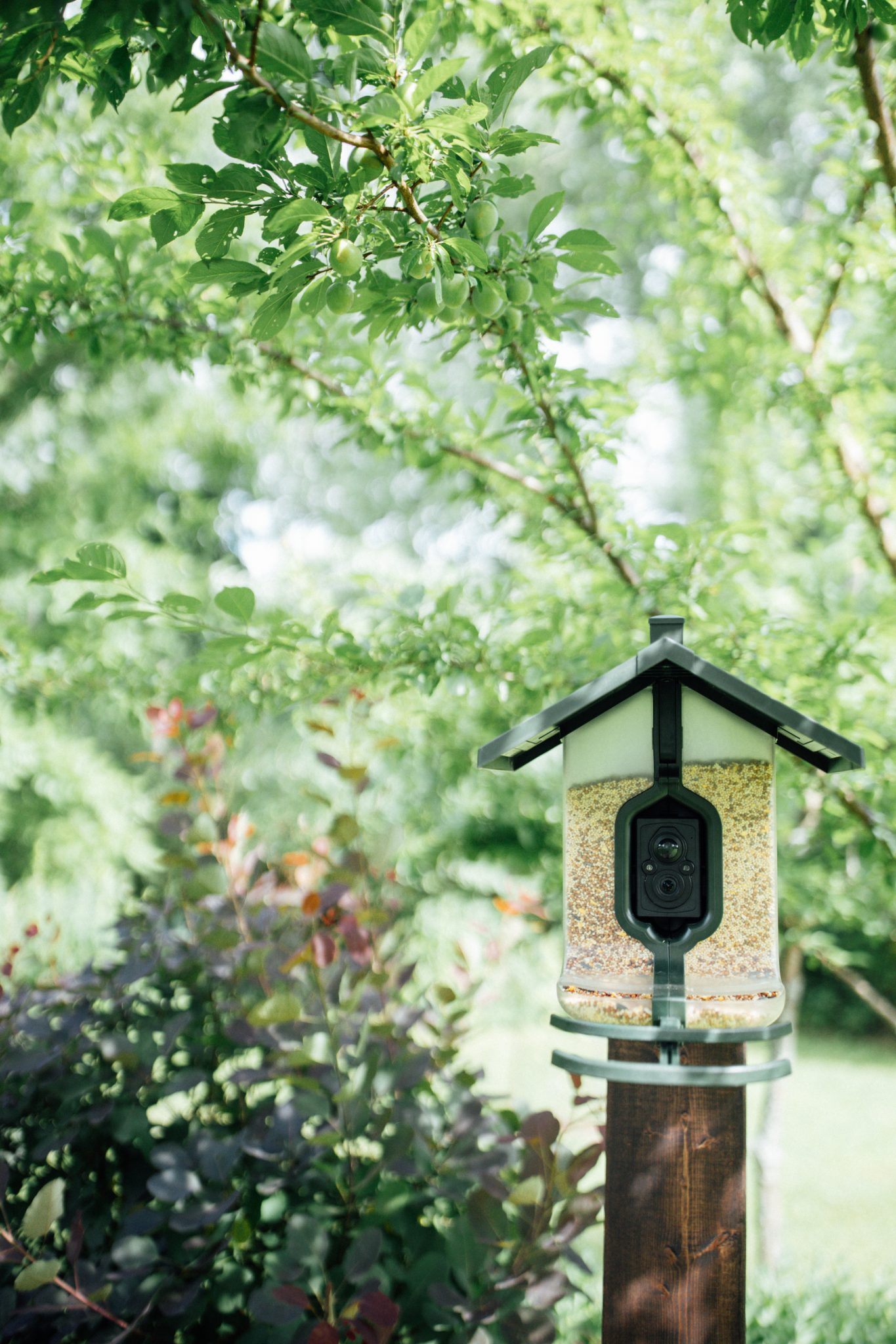 FeatherSnap bird feeder review - THE DAINTY SQUID