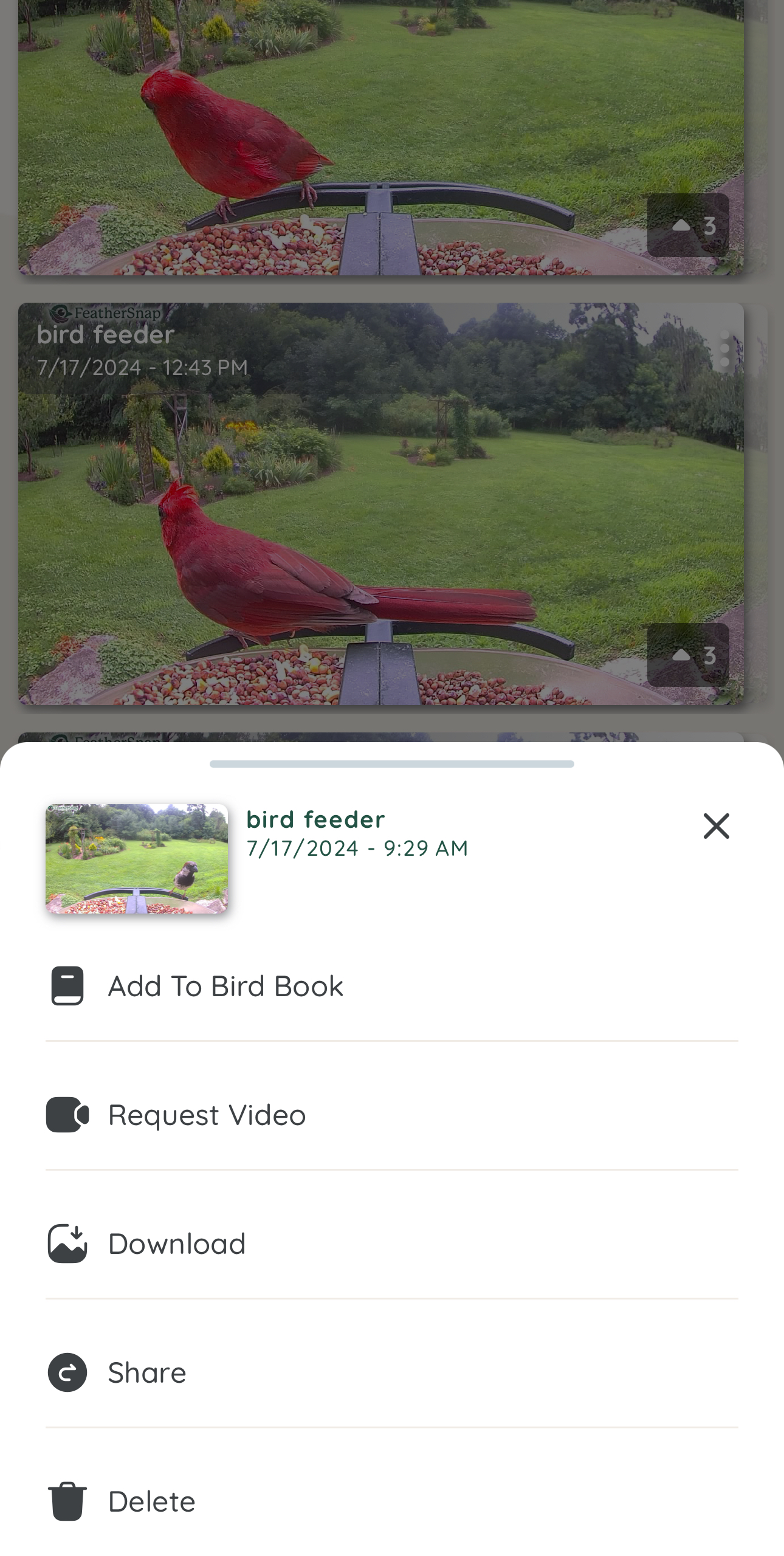 FeatherSnap bird feeder review - THE DAINTY SQUID