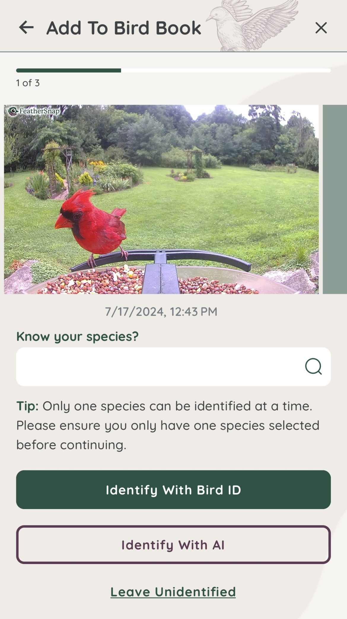 FeatherSnap bird feeder review - THE DAINTY SQUID