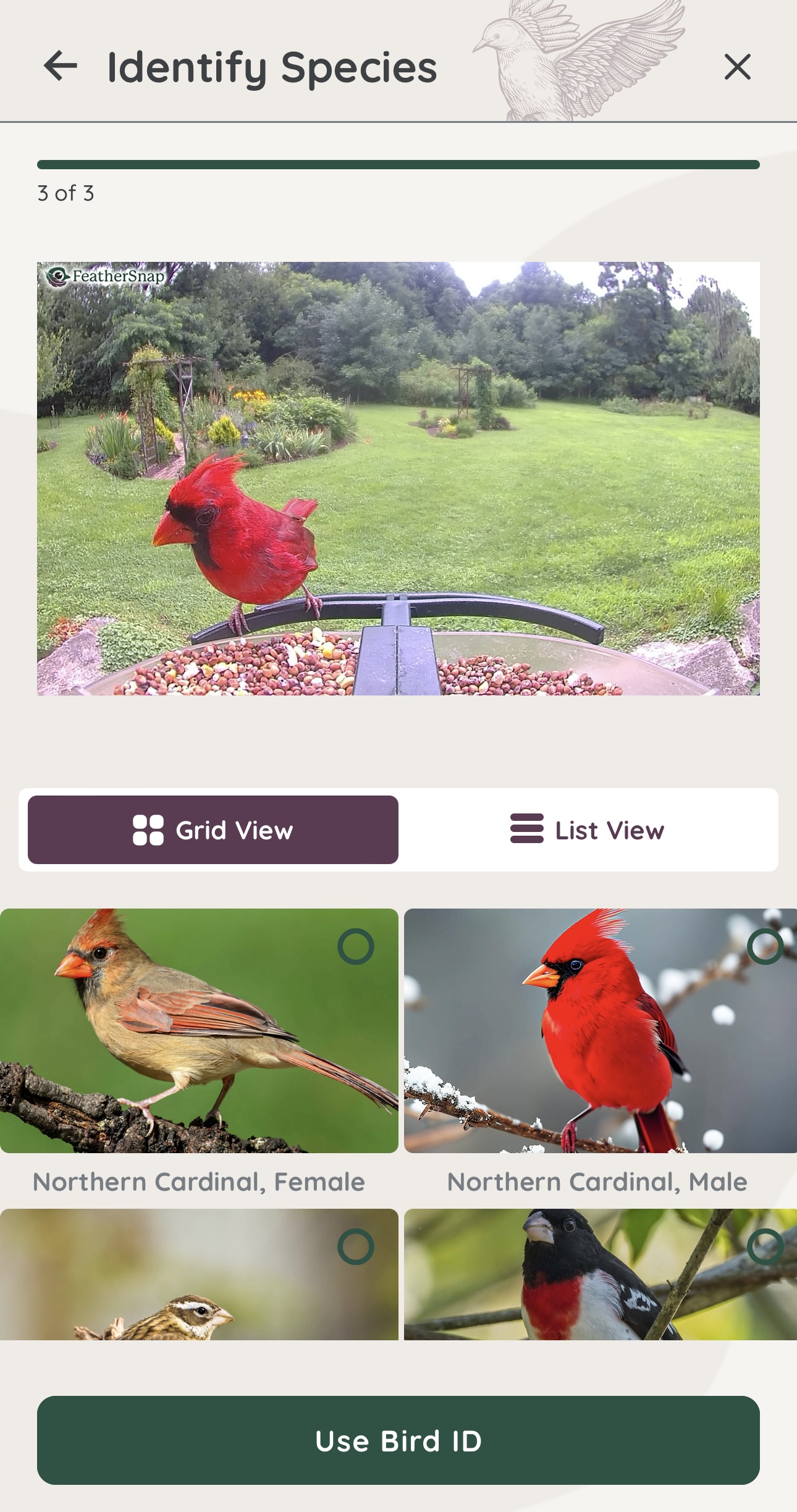 FeatherSnap bird feeder review - THE DAINTY SQUID